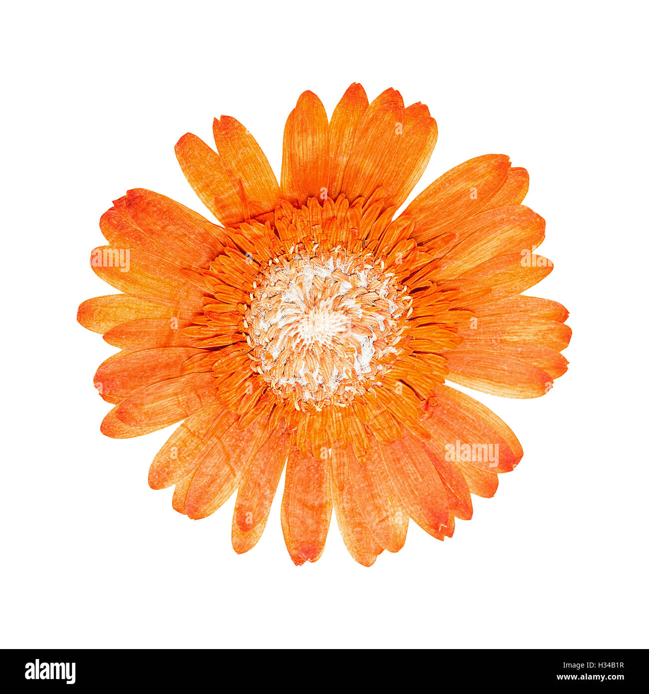 Pressed Flower High Resolution Stock Photography and Images - Alamy
