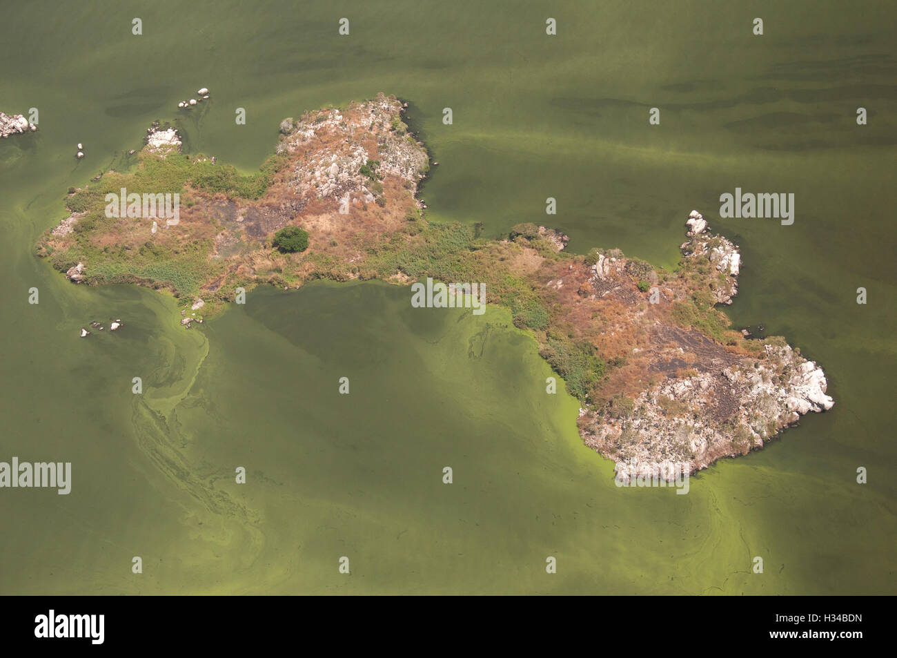 Lake Victoria" Algae Bloom Stock Photo - Alamy