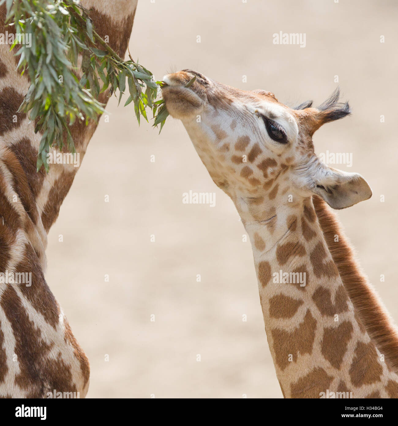 Young giraffe eating Stock Photo - Alamy