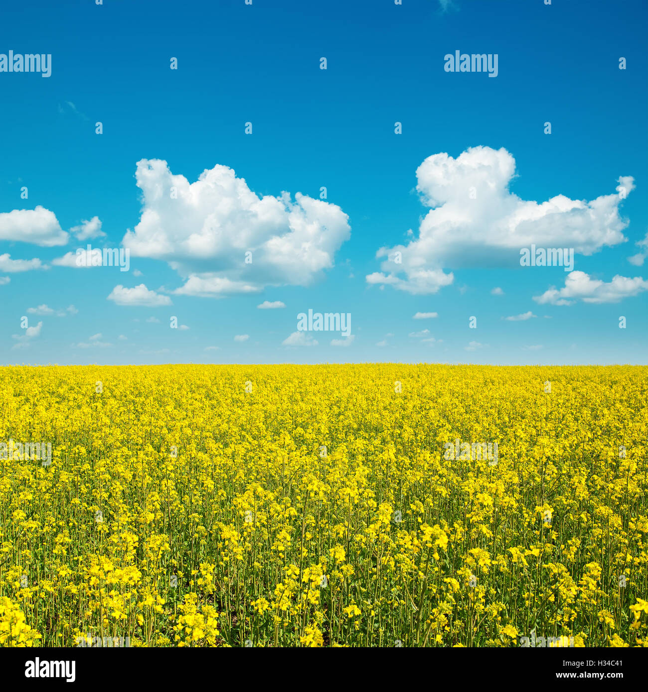 yellow field with rape and clouds in blue sky Stock Photo - Alamy