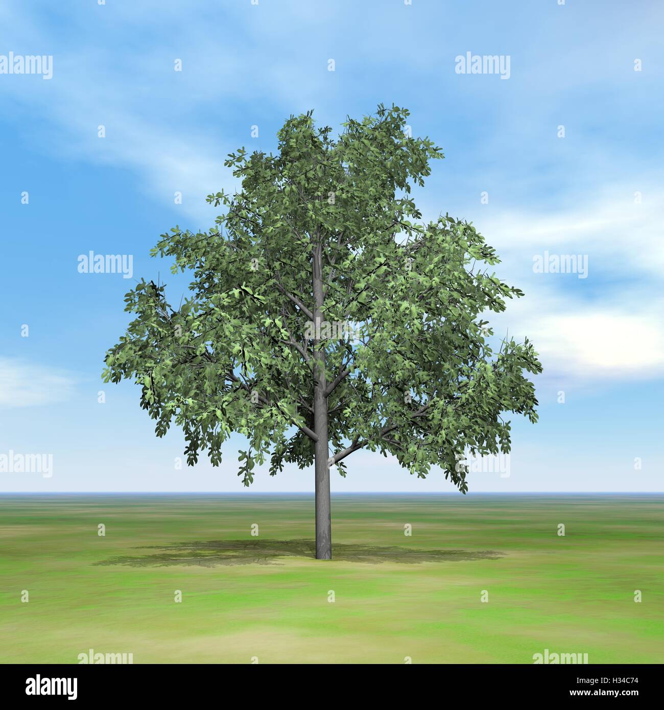 Brachychiton tree hi-res stock photography and images - Alamy