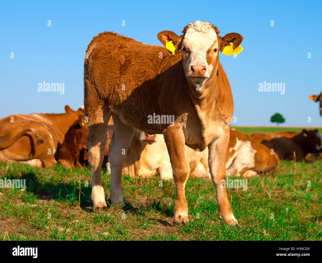 The calf on a summer pasture Stock Photo - Alamy