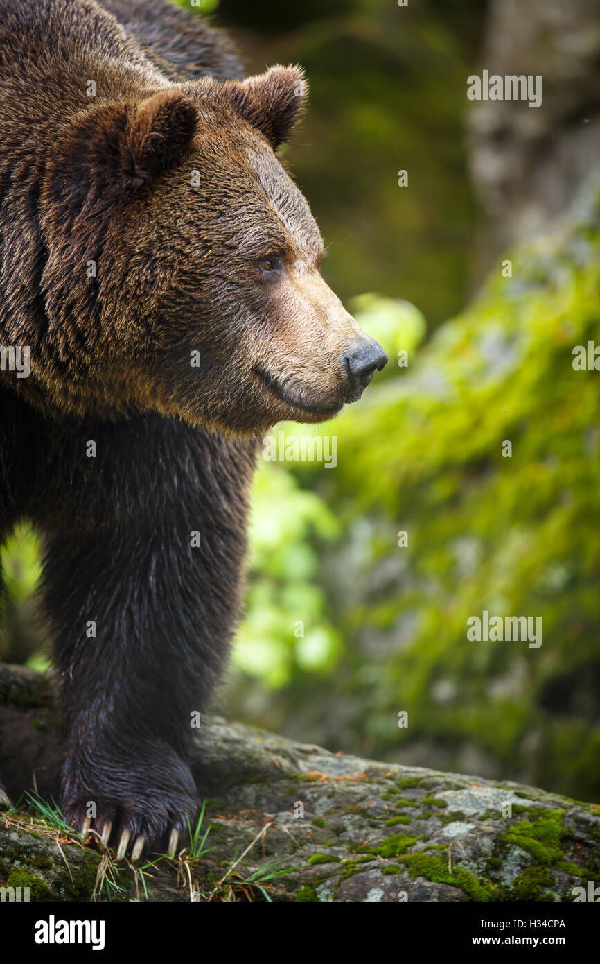 Bear trick hi-res stock photography and images - Alamy