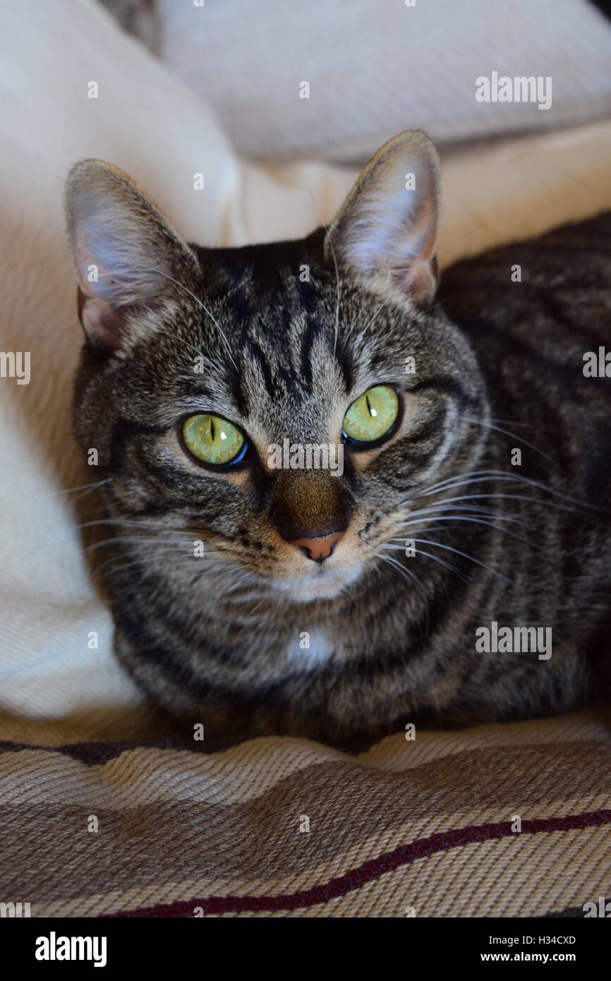 Tabby cat headshot Stock Photo - Alamy