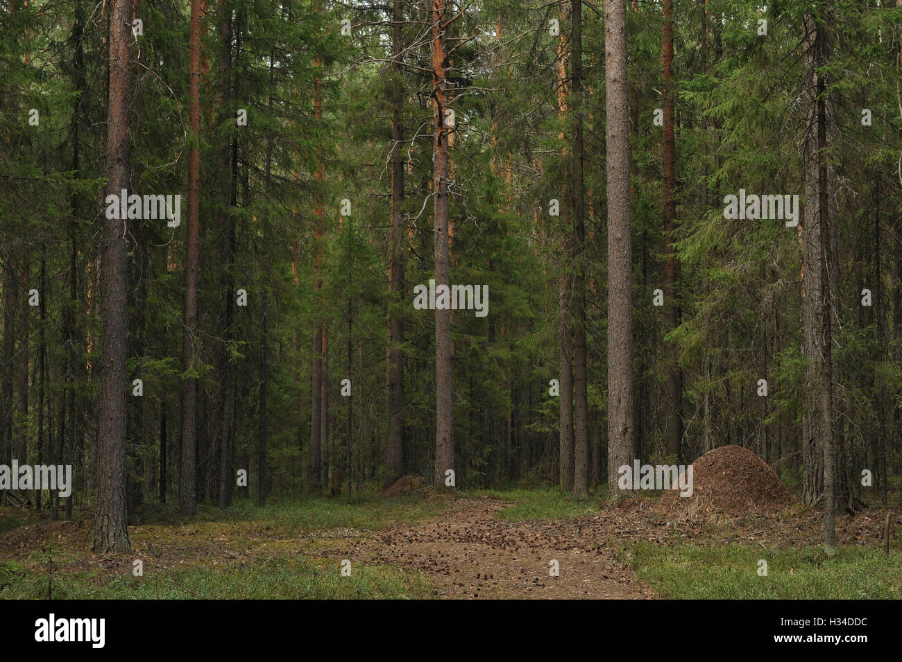 Taiga landscape hi-res stock photography and images - Alamy