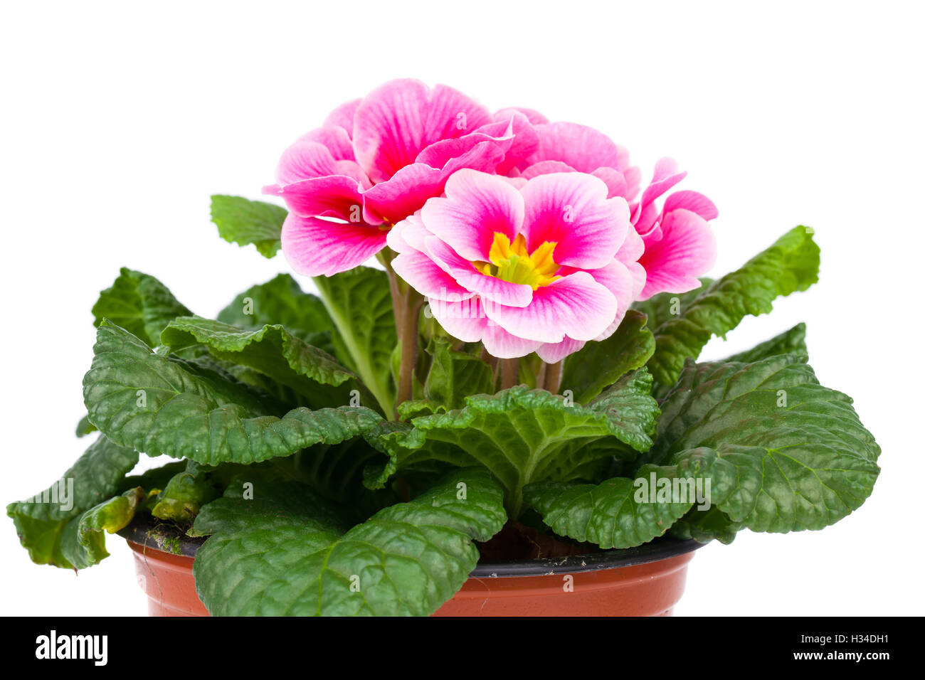 primrose flowers on white background Stock Photo - Alamy