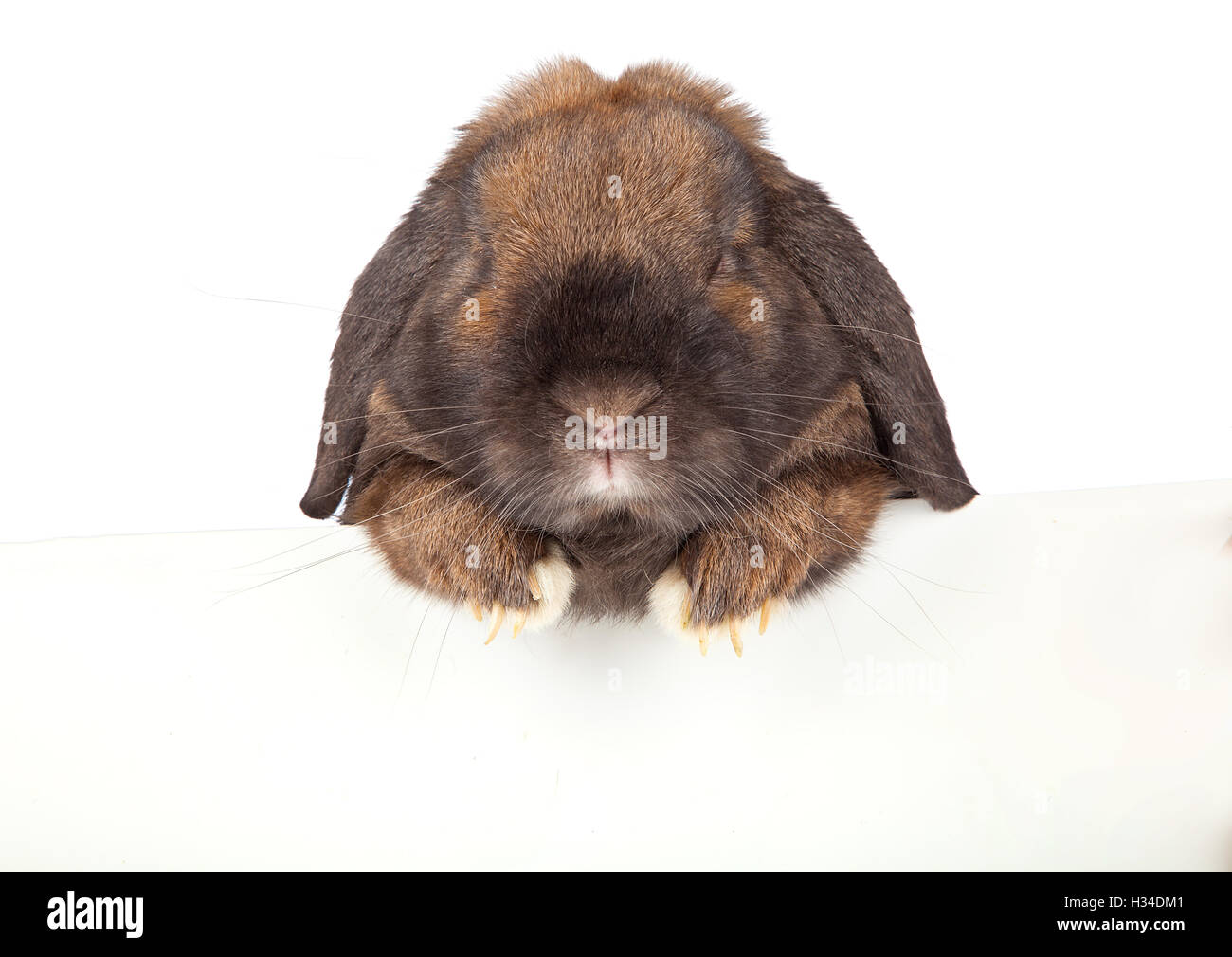 rabbit isolated on a white background Stock Photo - Alamy
