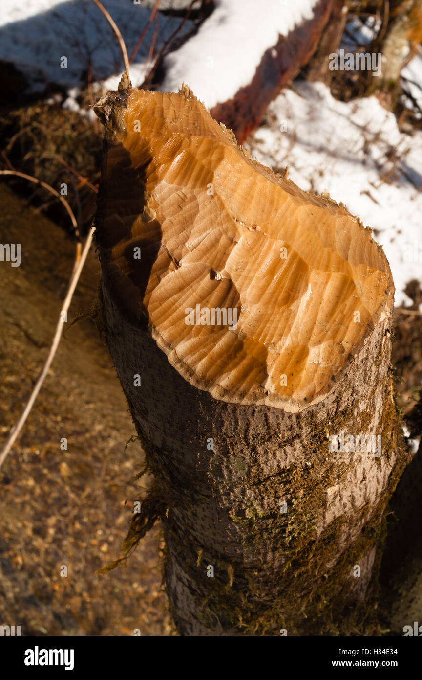 Beaver teeth hi-res stock photography and images - Alamy