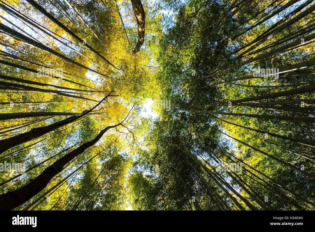 Bamboo forest in Japan Stock Photo - Alamy