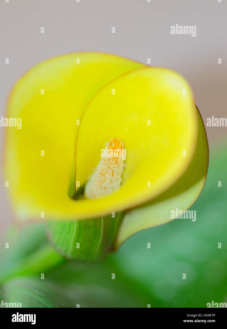 Yellow Calla Lilly Stock Photo - Alamy