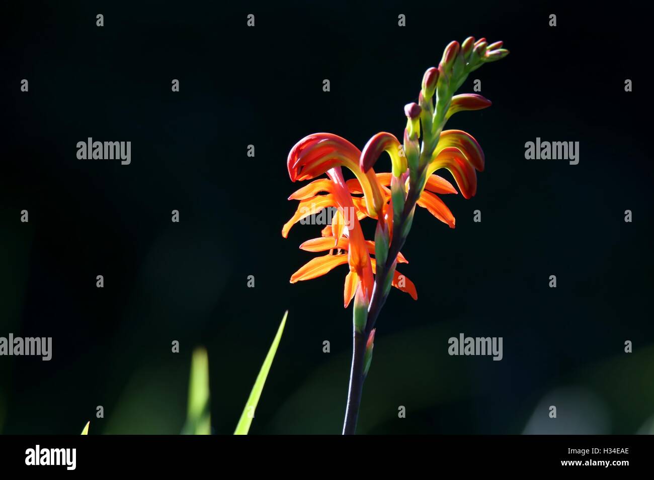 Beautiful Wild Flowers Stock Photo - Alamy