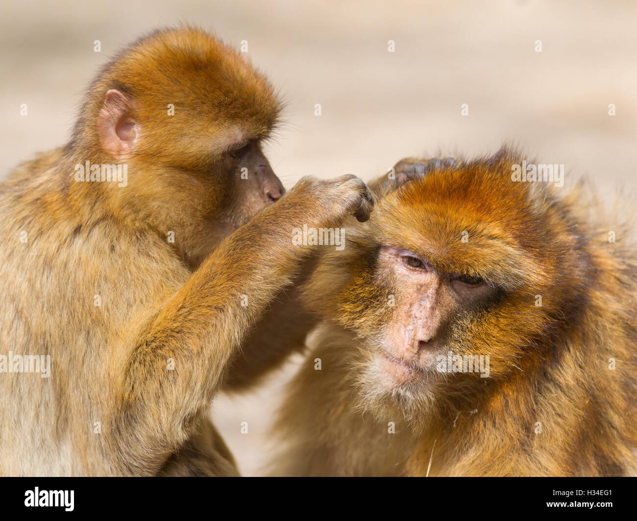 Macaque groom behavior hi-res stock photography and images - Alamy