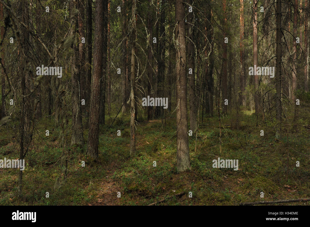 Taiga landscape hi-res stock photography and images - Alamy