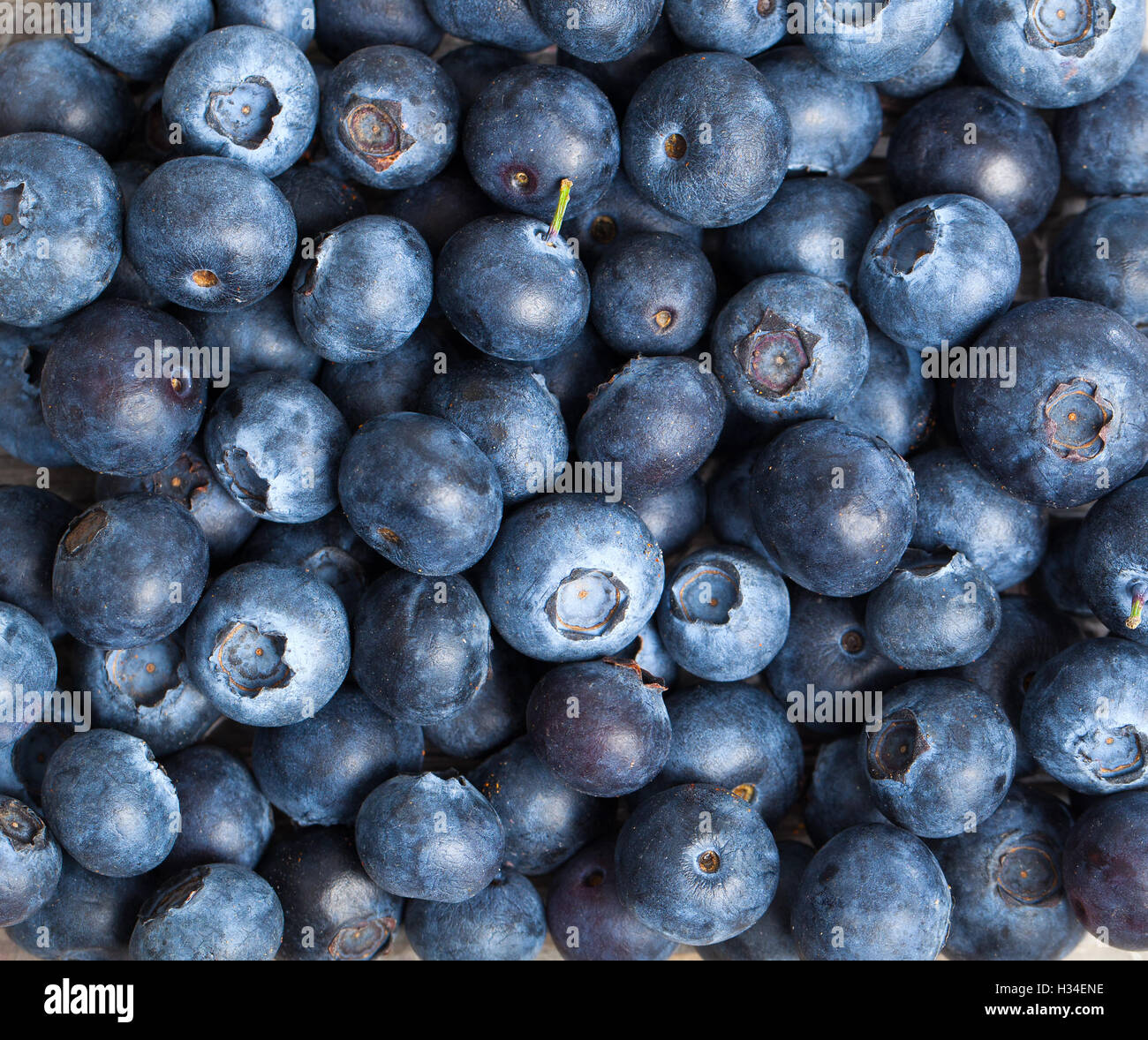 Freshly picked blueberries Stock Photo - Alamy