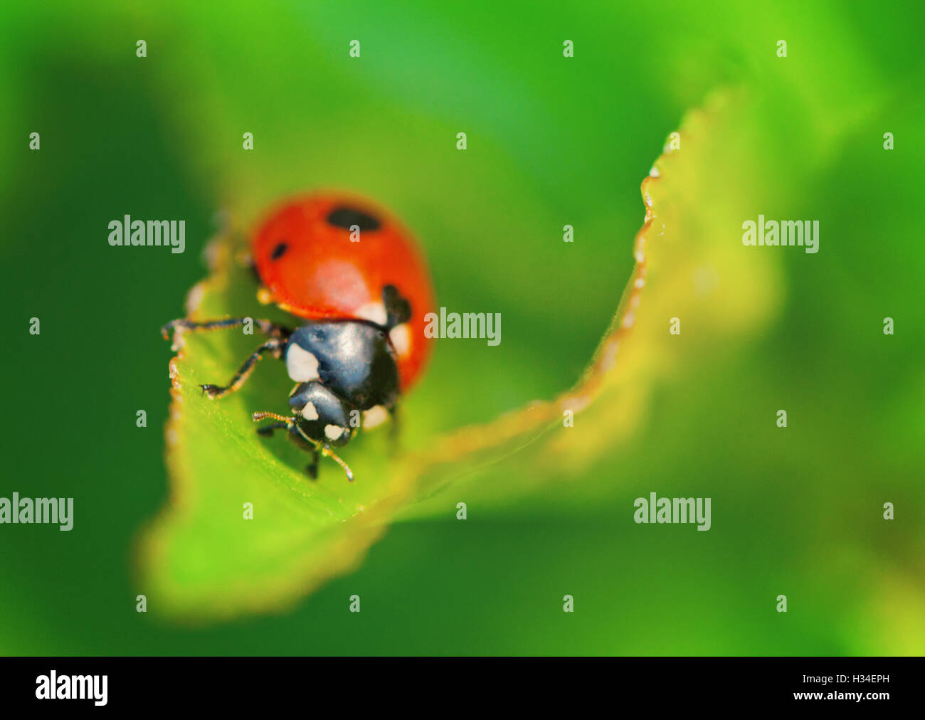 Macro photo ladybug hi-res stock photography and images - Alamy