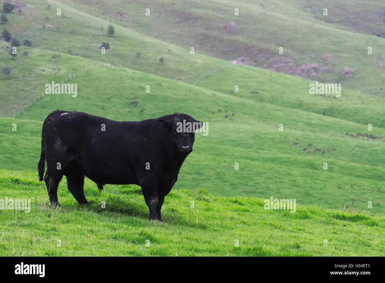 A solid looking black bull alone on a lush green hill, with more hills ...