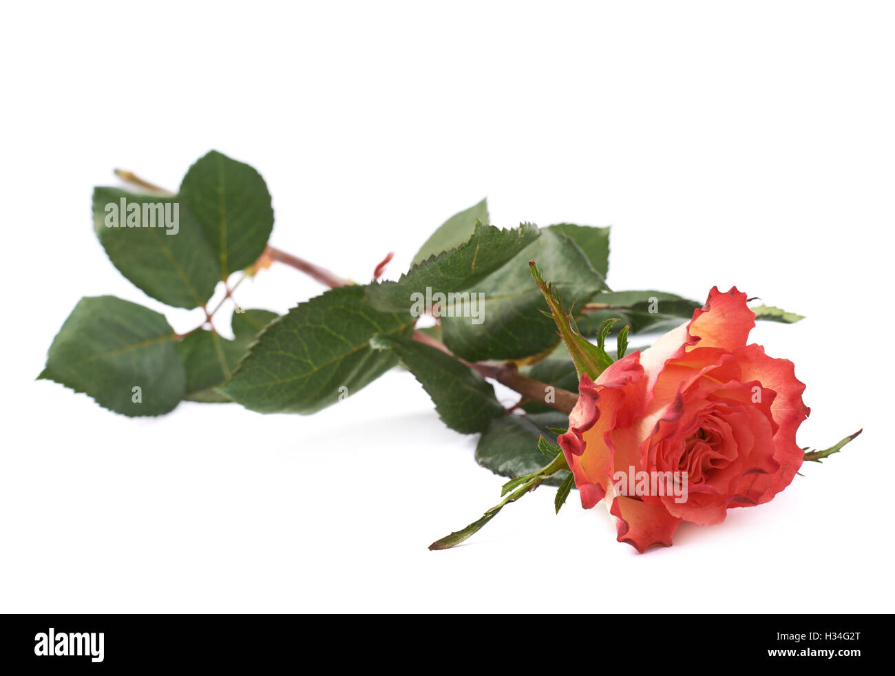 Single red rose isolated lying over the white surface Stock Photo - Alamy