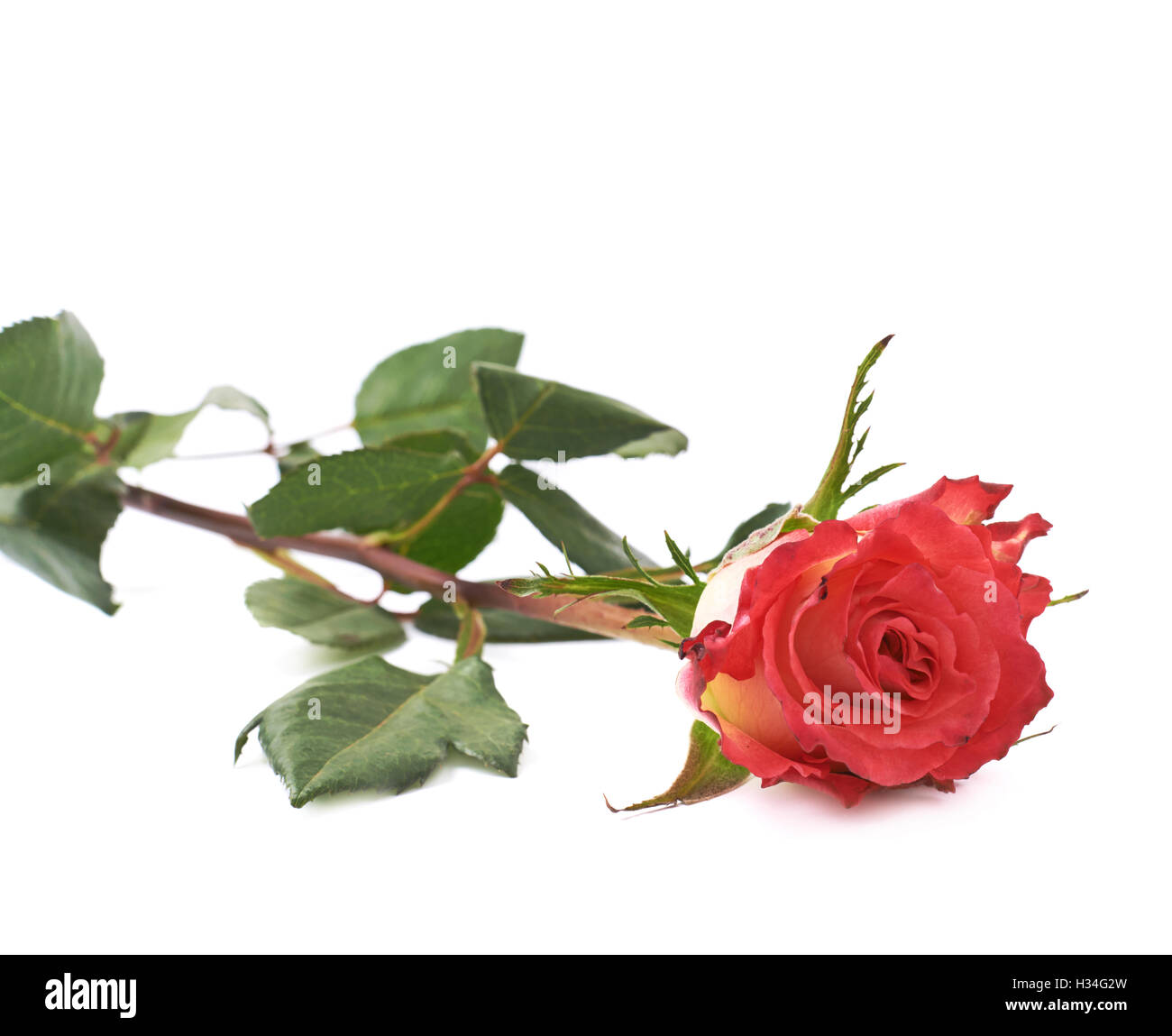 Single red rose isolated lying over the white surface Stock Photo - Alamy
