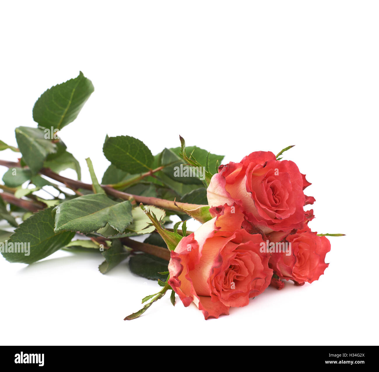 Three red rose isolated lying over the white surface Stock Photo - Alamy