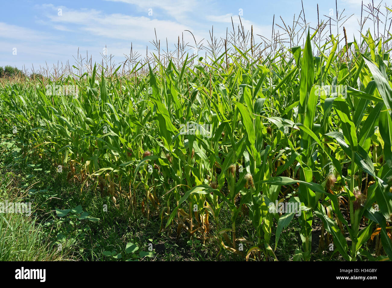 Corn field in summer time Stock Photo - Alamy