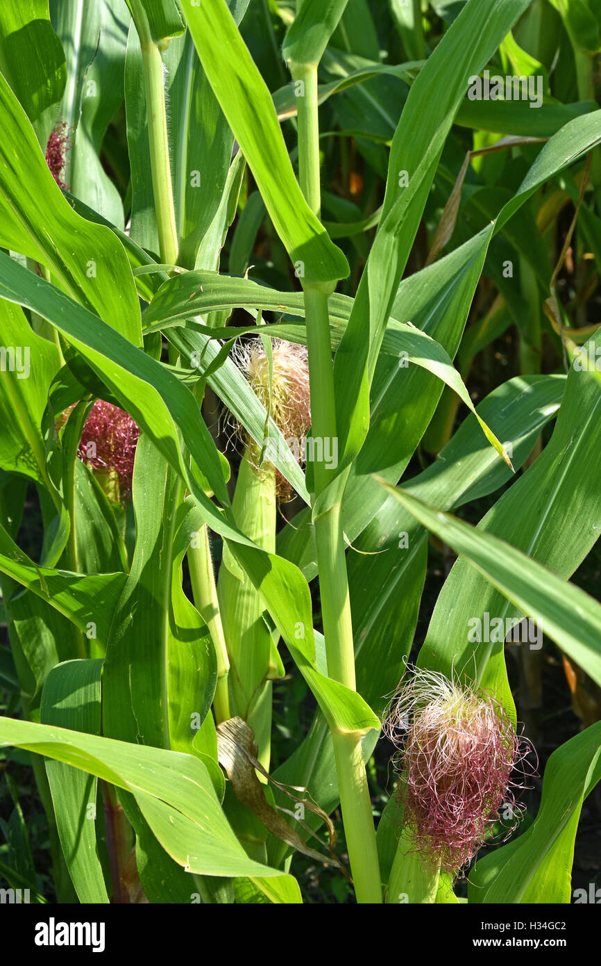 Corn field in summer time Stock Photo - Alamy