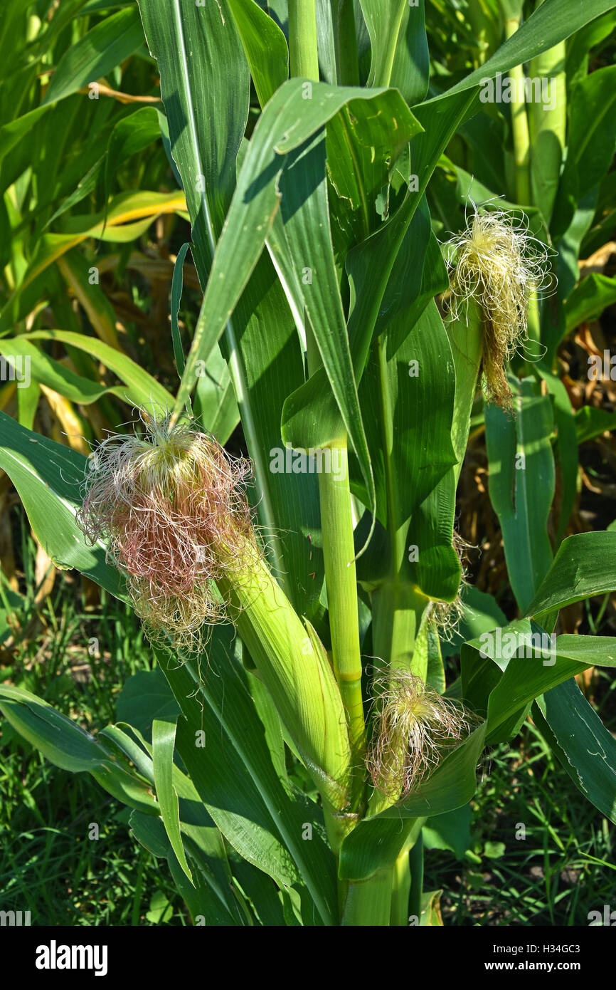 Corn field in summer time Stock Photo - Alamy