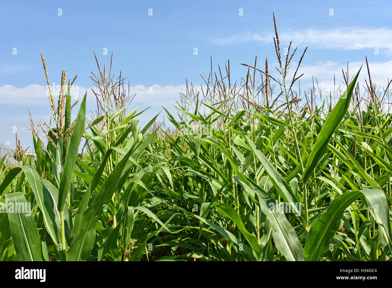 Corn field in summer time Stock Photo - Alamy