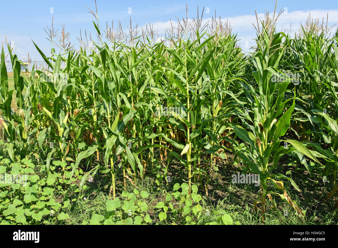 Corn field in summer time Stock Photo - Alamy