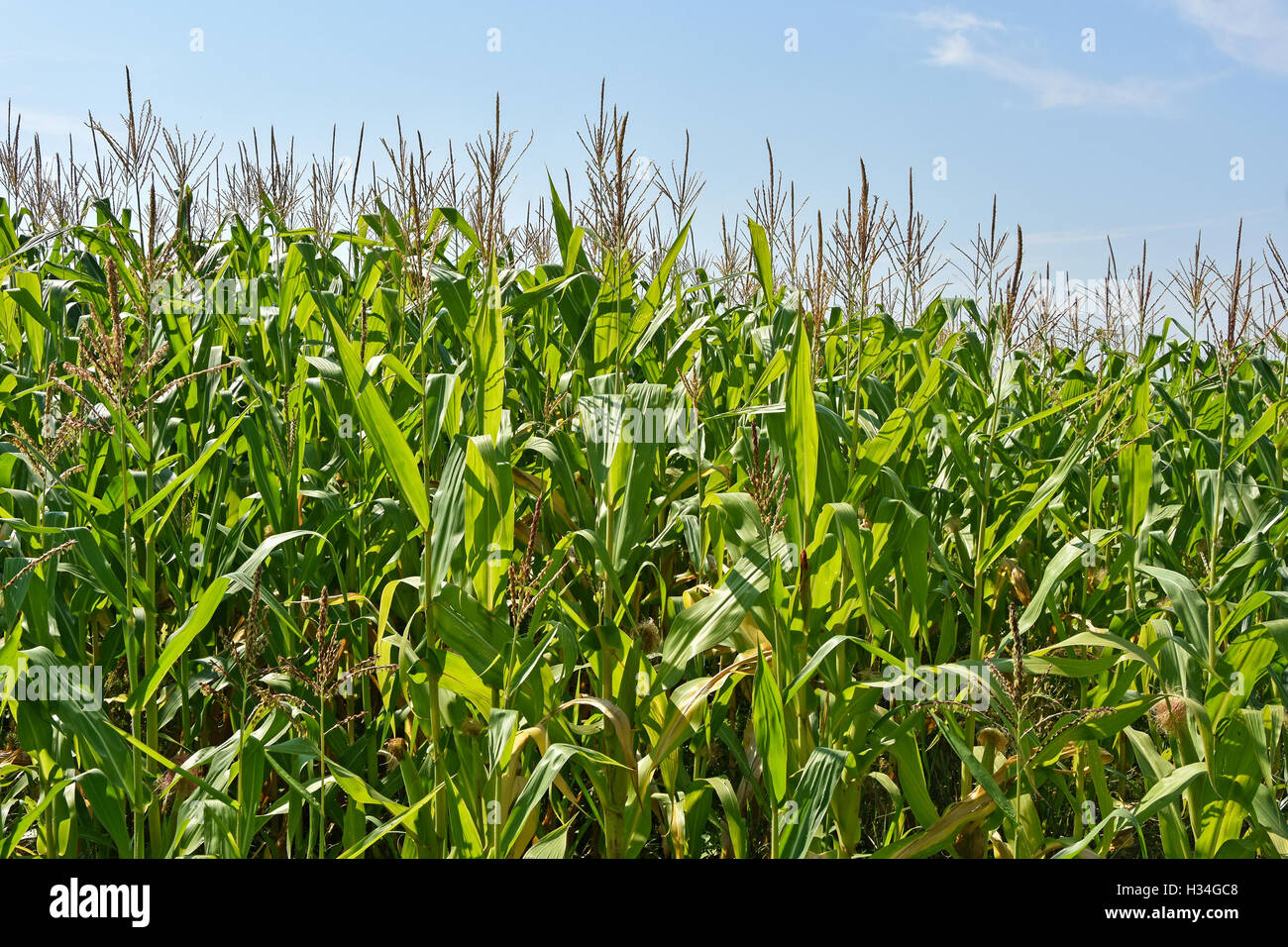 Corn field in summer time Stock Photo - Alamy