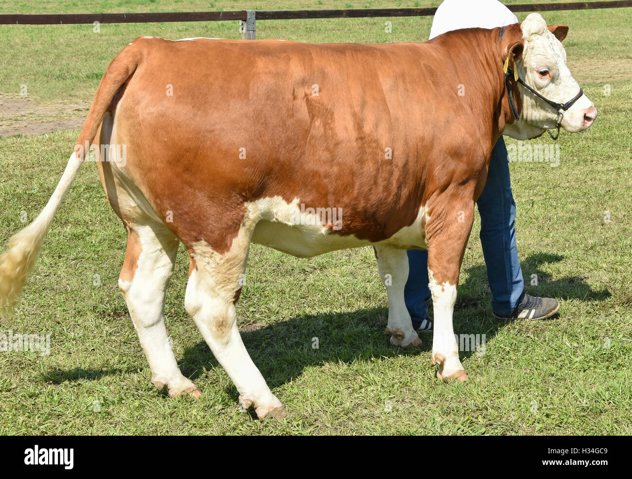 Large cattle at the agricultural fair Stock Photo - Alamy