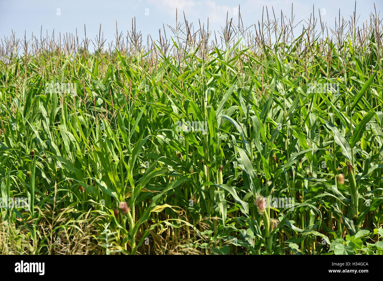 Corn field in summer time Stock Photo - Alamy