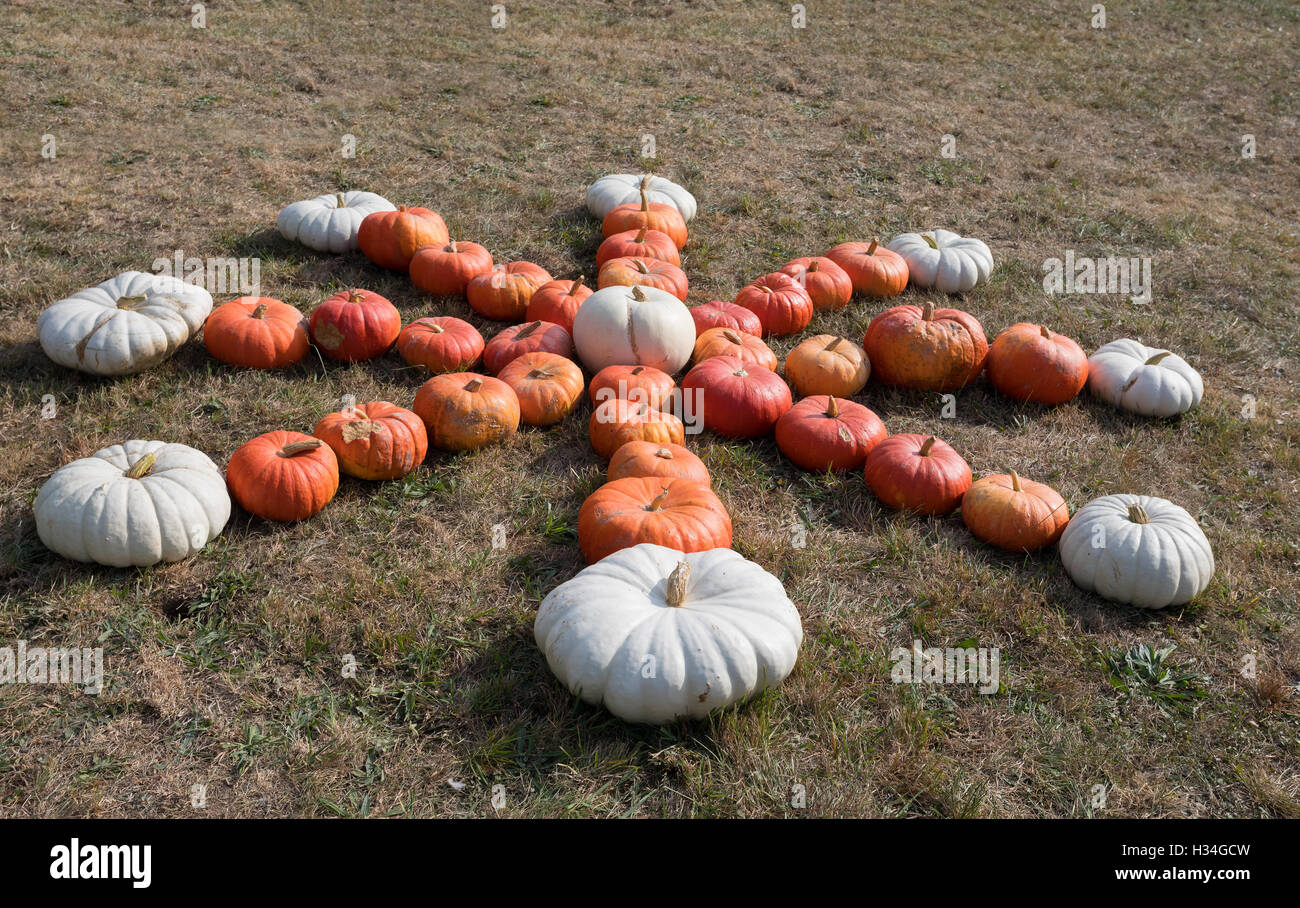 Autumn Halloween decoration. Various type and color of pumpkins as ...