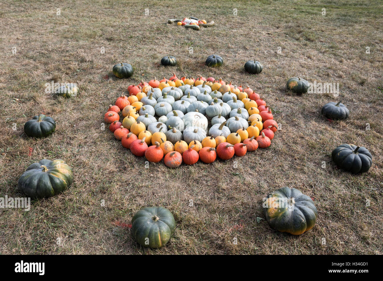 Autumn Halloween decoration. Various type and color of pumpkins as ...