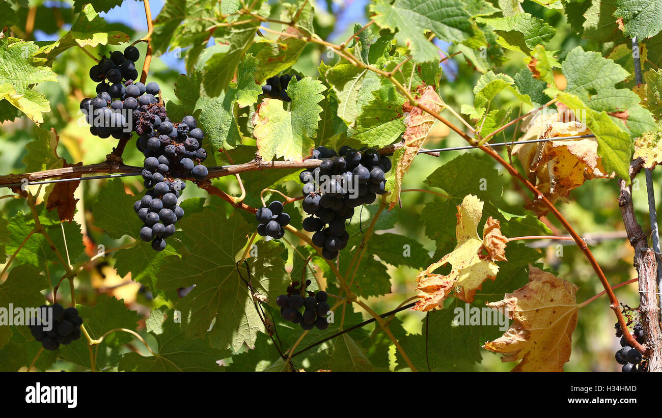 Grapes grapevines hi-res stock photography and images - Alamy