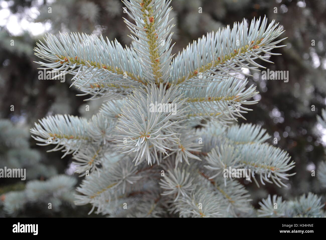 Silver fir tree hi-res stock photography and images - Alamy