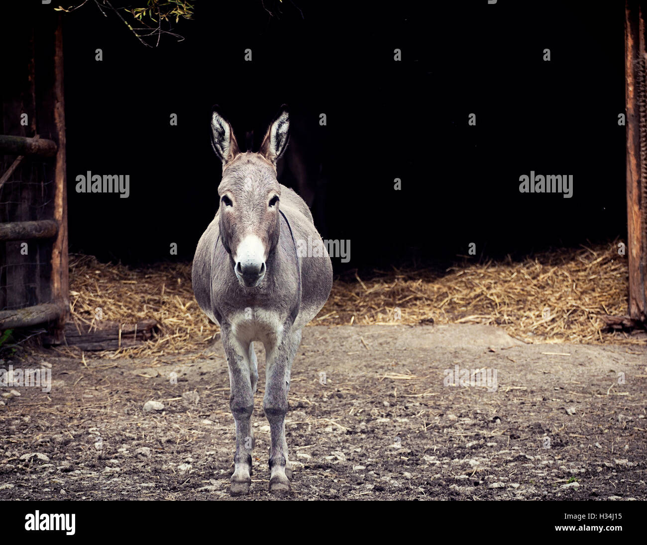 Cute donkey portrait standing and looking at the camera Stock Photo - Alamy