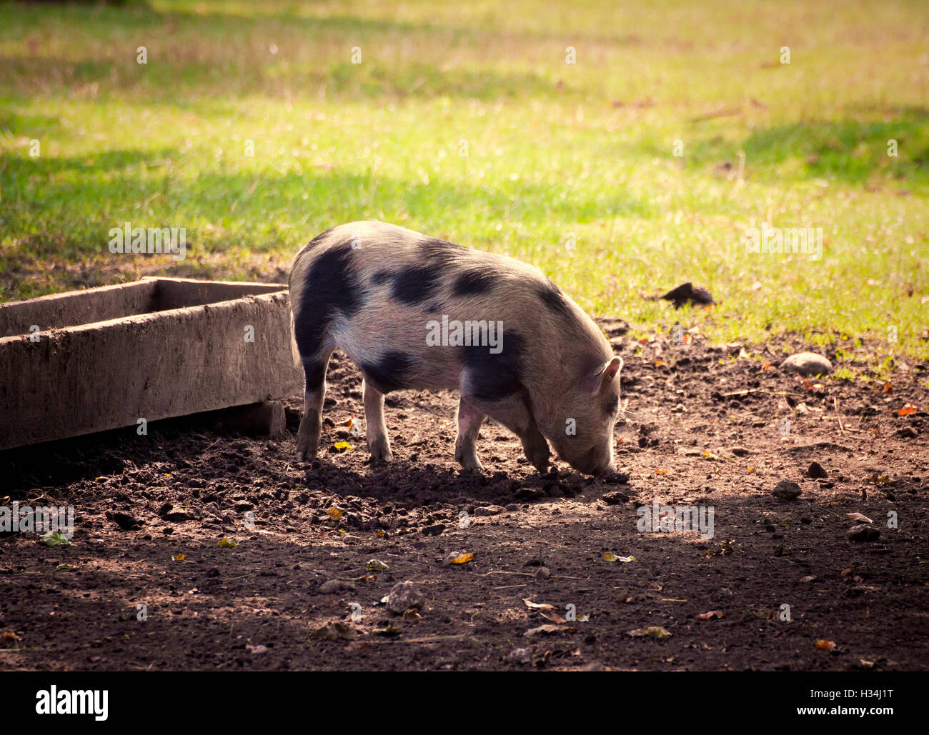 Farm animal, pot-bellied pig free scrabbling in yard at evening dusk ...