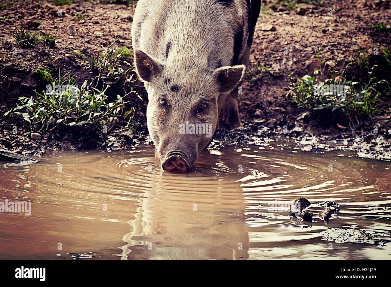 Pot-bellied pig drinking water from a puddle. Pot-bellied pigs are ...