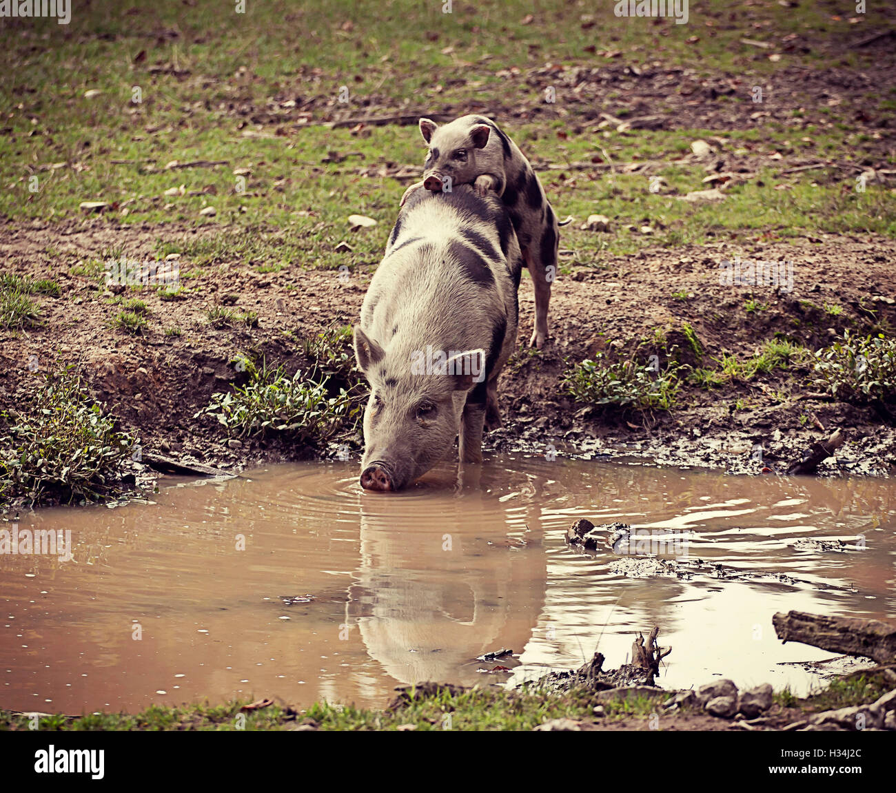 Pot-bellied pig drinking water from a puddle with a piglet. Pot-bellied ...