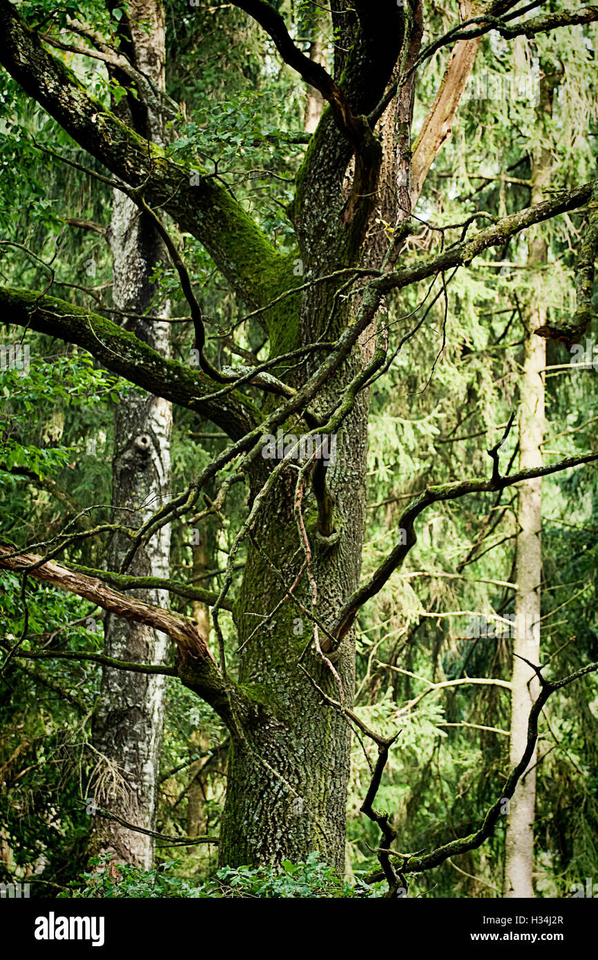Old tree with twisted branches in woodland landscape Stock Photo - Alamy
