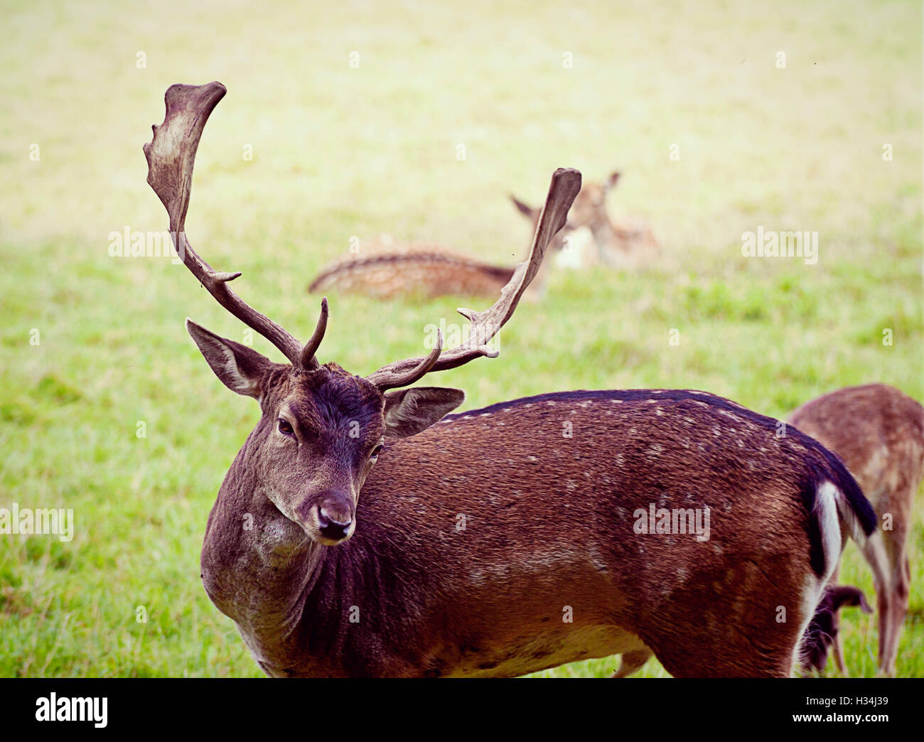 Young red stag with well developed antlers looking at the camera on ...