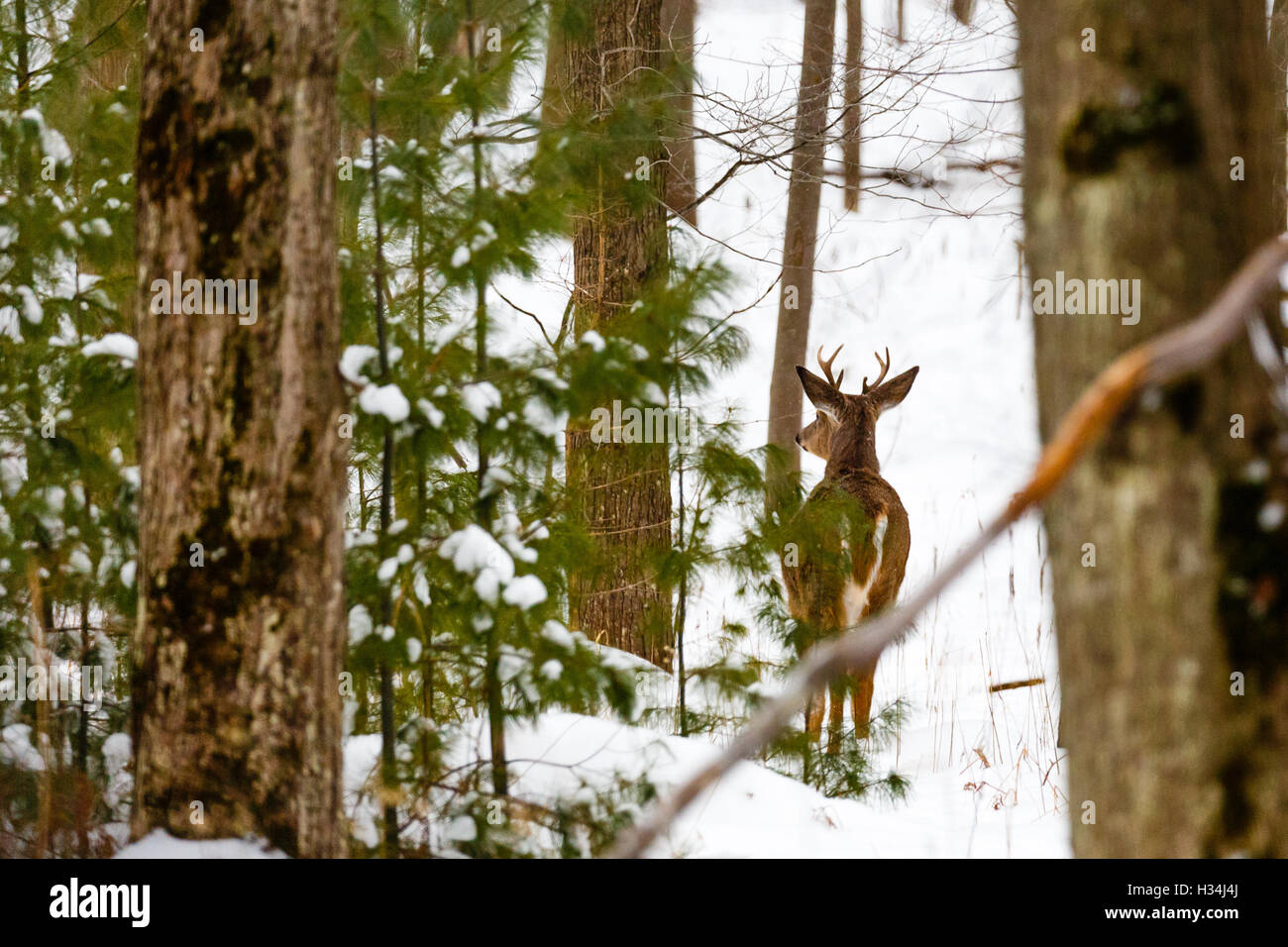 Whitetail hunting whitetail deer hunting hi-res stock photography and ...