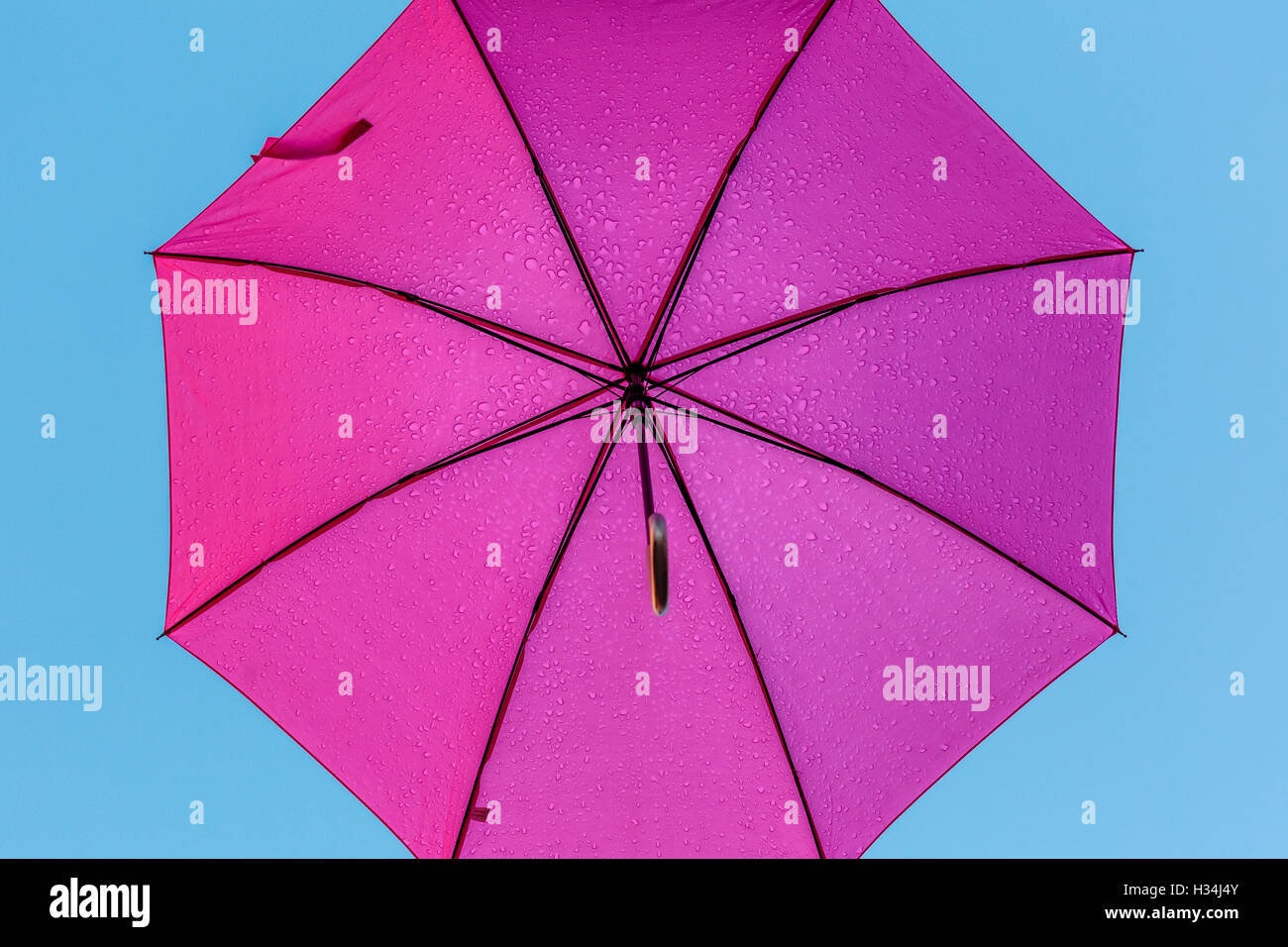 Underside of a pink umbrella with rain drops Stock Photo - Alamy