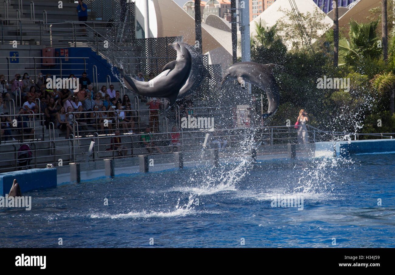 Dolphin Show Stock Photos & Dolphin Show Stock Images - Alamy
