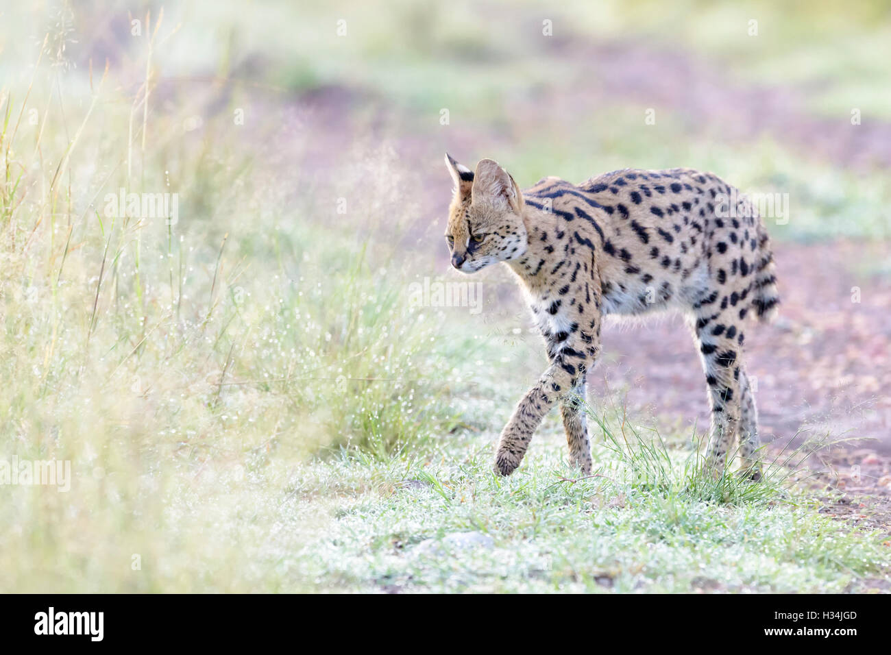 Serval leptailurus serval hi-res stock photography and images - Alamy