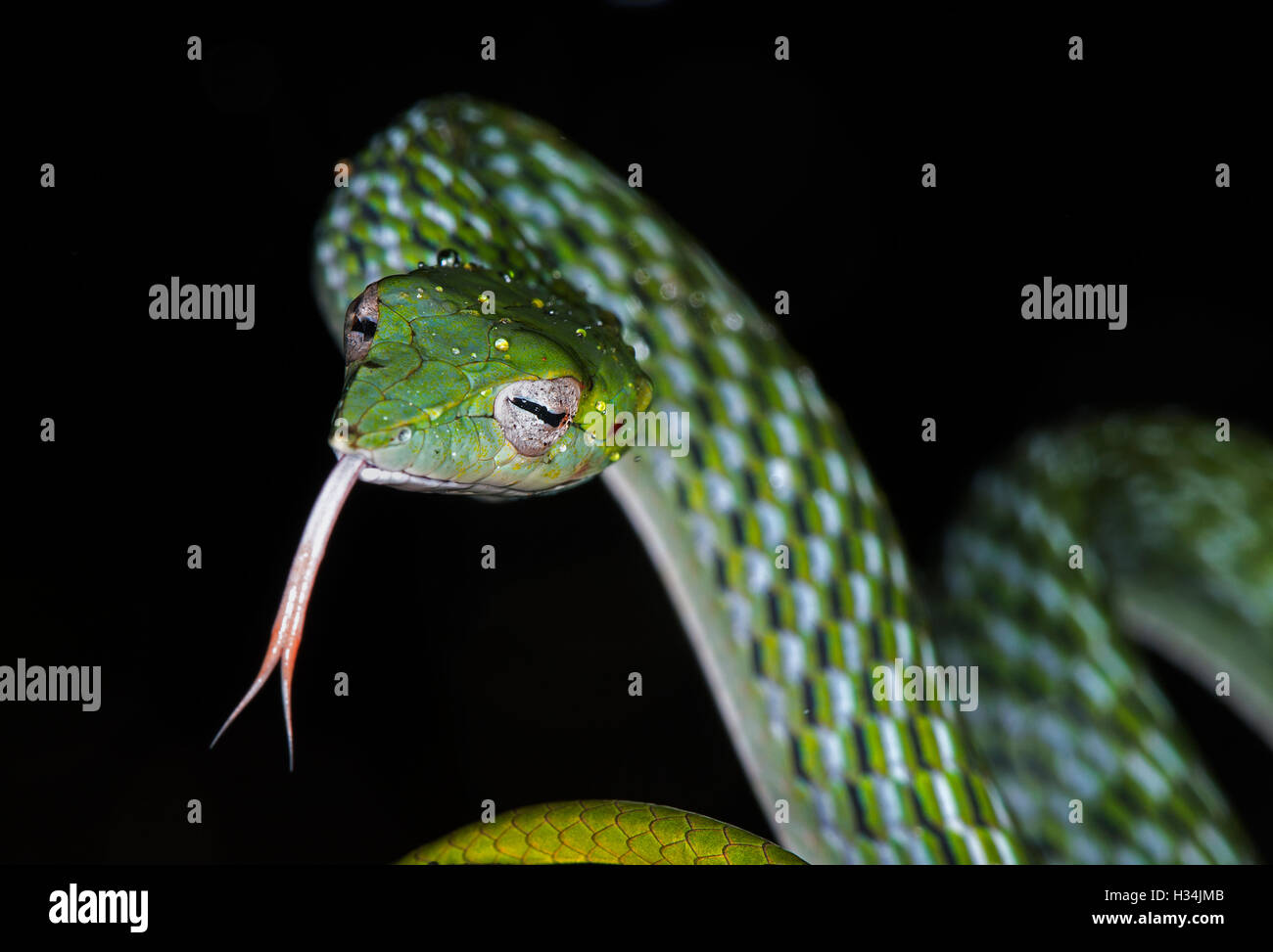 The image of Green Whip Snake( Hierophis viridiflavus) at matheran ...
