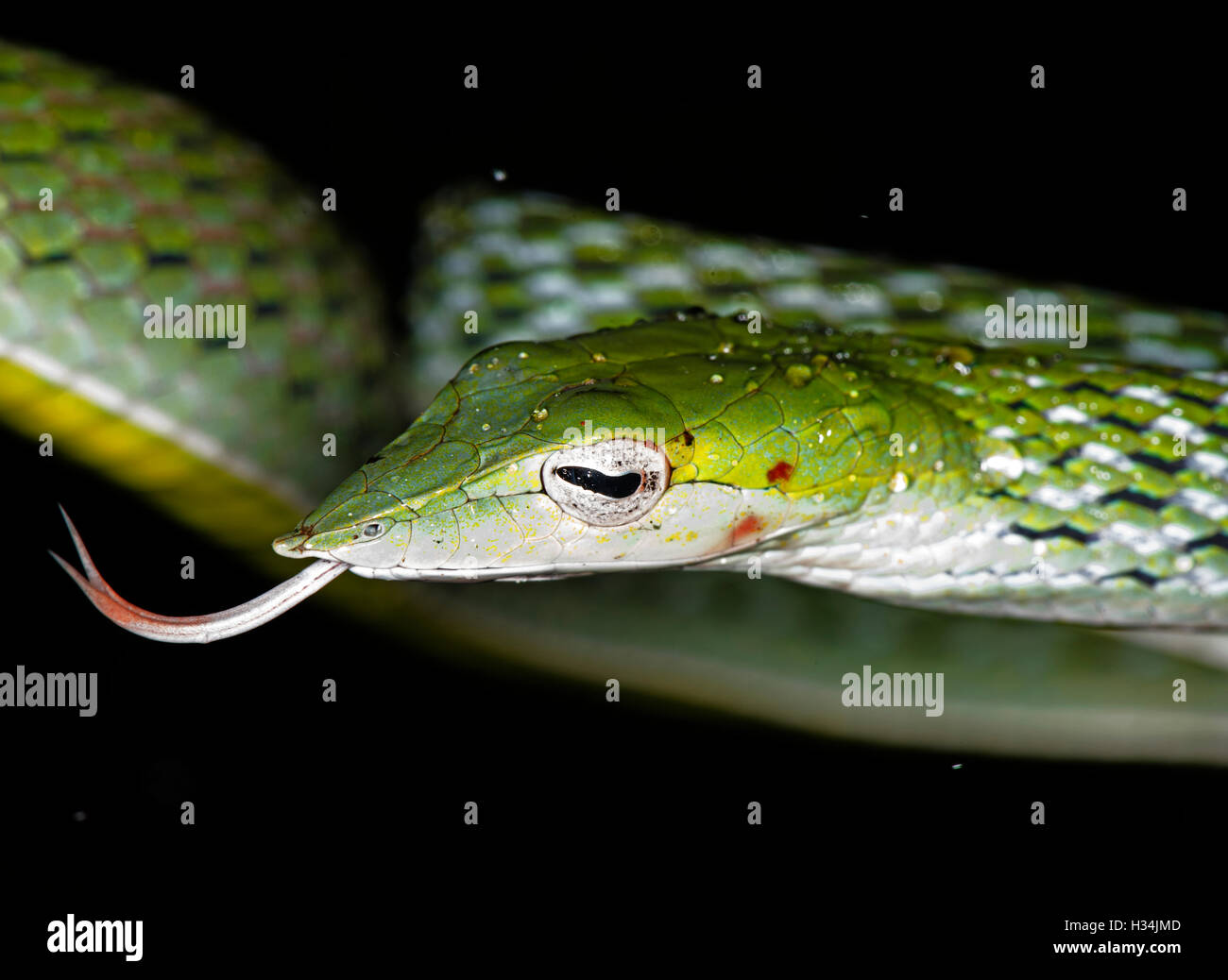 The image of Green Whip Snake( Hierophis viridiflavus) at matheran ...