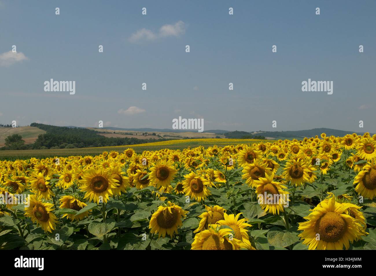 Sunflower fields in tuscany italy hi-res stock photography and images ...