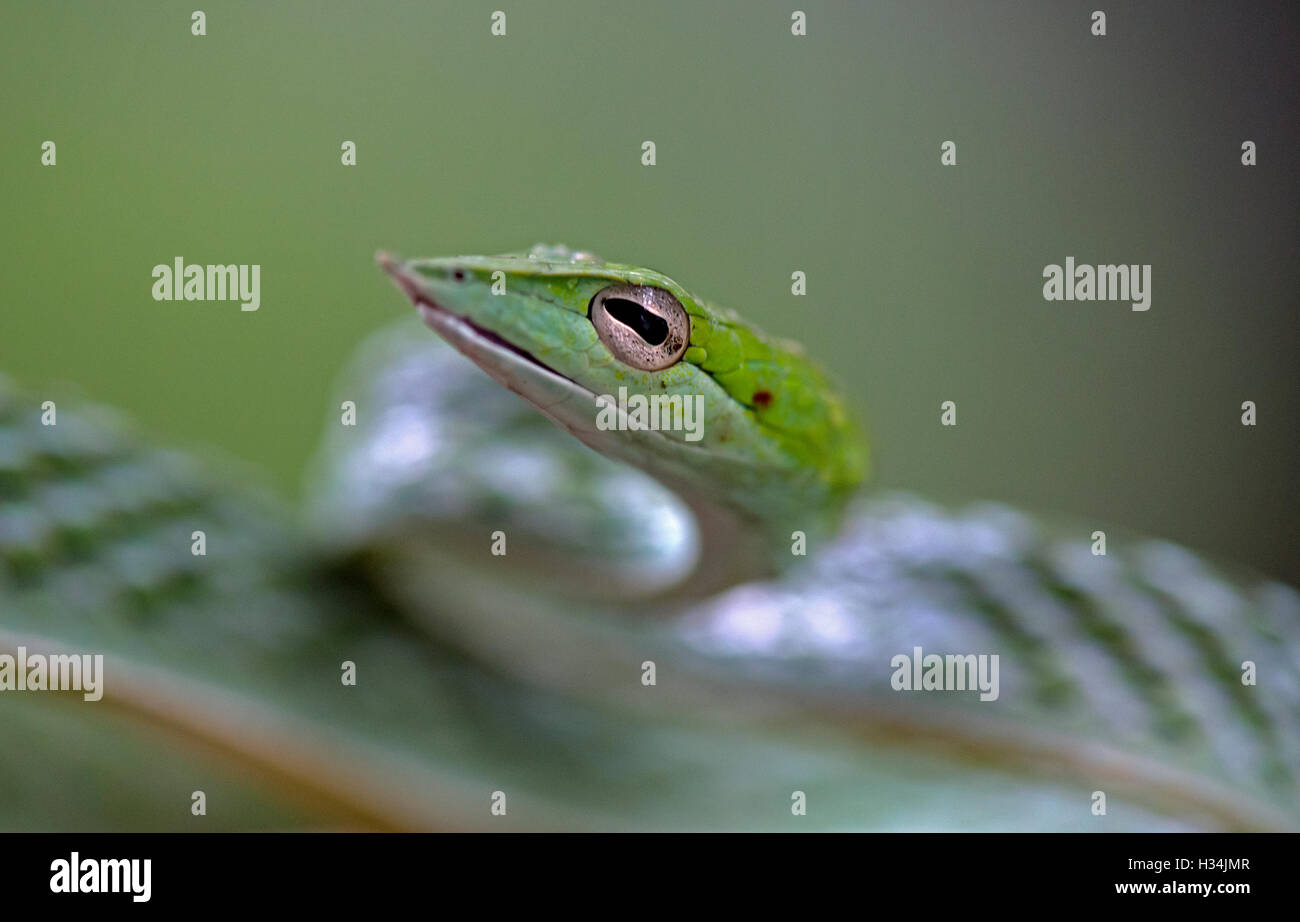 The image of Green Whip Snake( Hierophis viridiflavus) at matheran ...