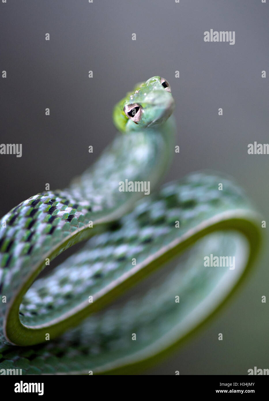 Indian whip snake hi-res stock photography and images - Alamy